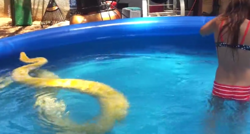 A Giant Python Swimming In A Pool With a Kid - Debongo